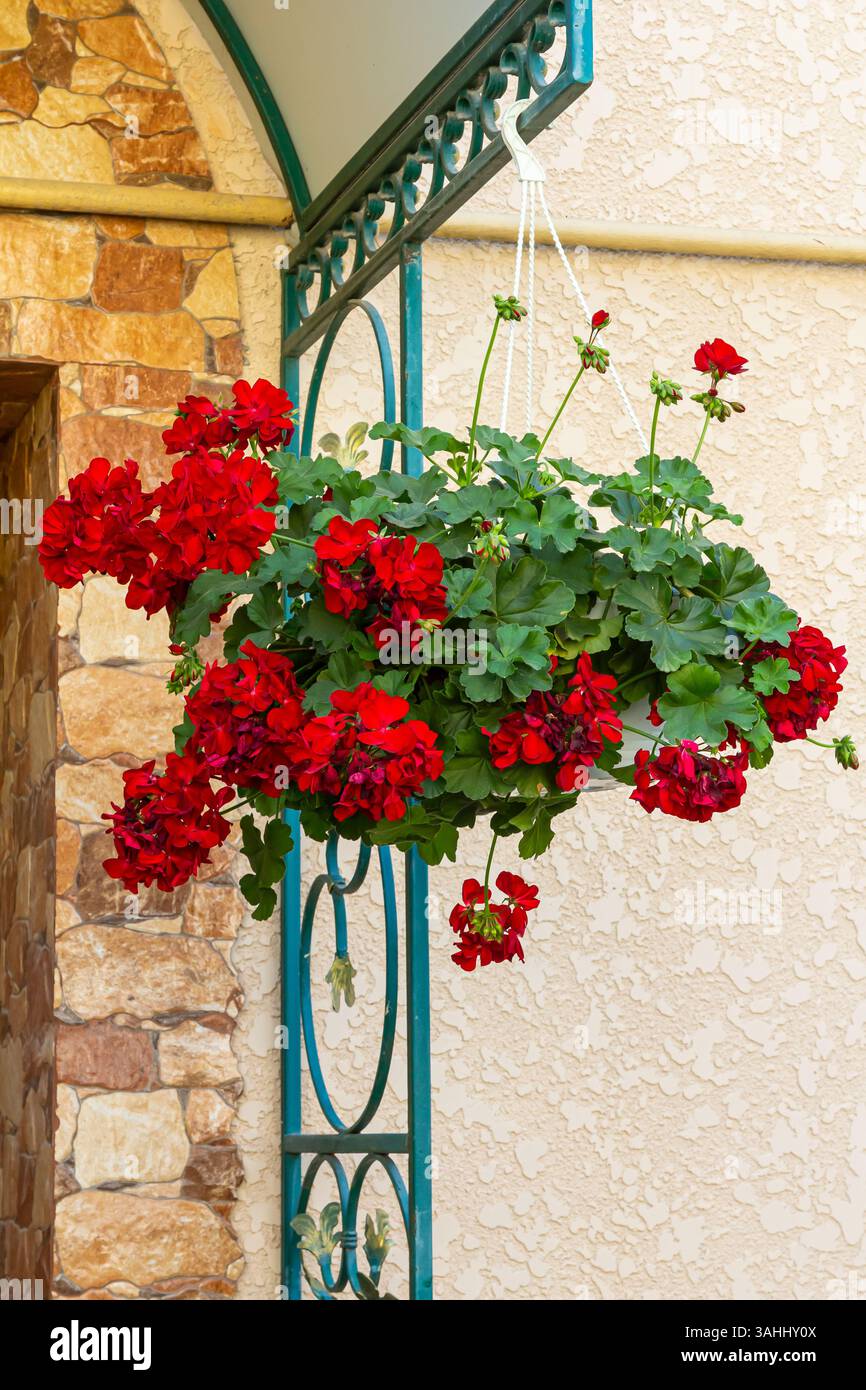 Vibrant red geraniums spill out of a hanging basket, showcasing their ...