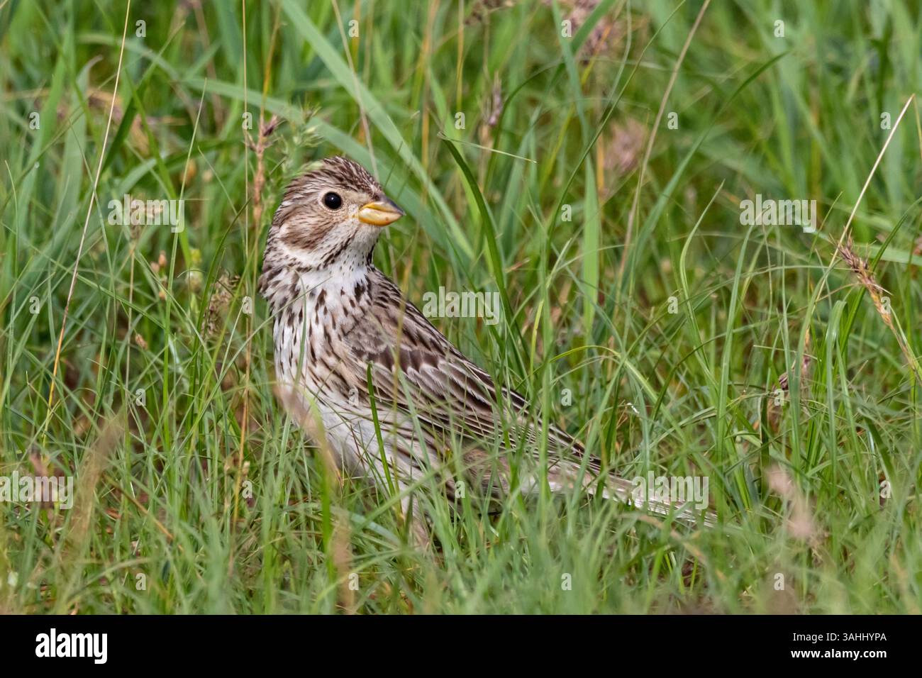 corn bunting Emberiza calandra sitting in grass. Cute little songbird ...
