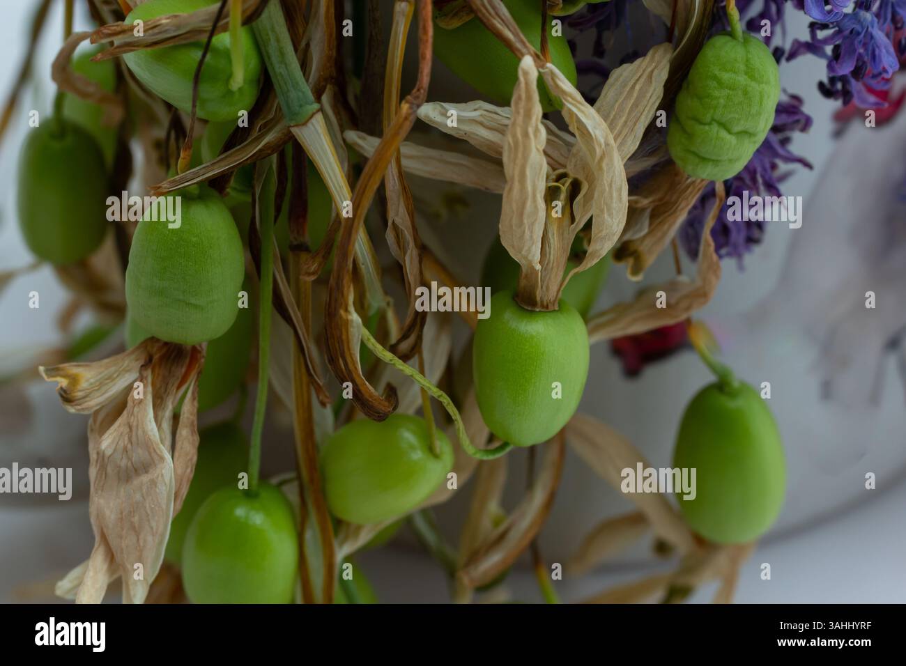A close-up view of vibrant green plant pods mingled with dried flowers ...