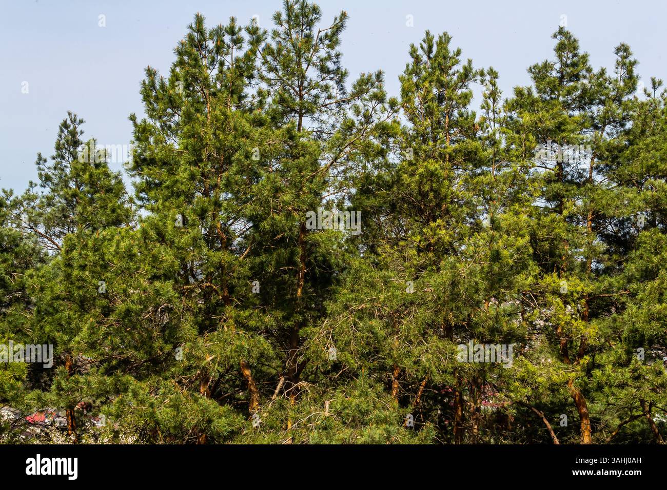 Tall, vibrant pine trees dominate the landscape, creating a peaceful ...