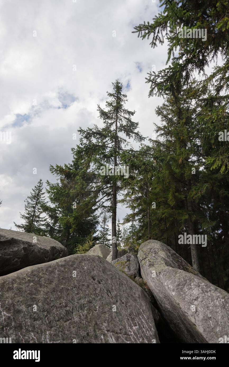 Green coniferous trees stand prominently over massive gray boulders in ...