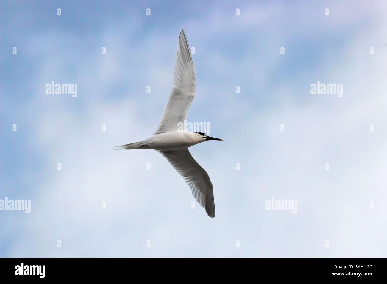 Sandwich tern Thalasseus sandvicensis in flight under blue sky with ...