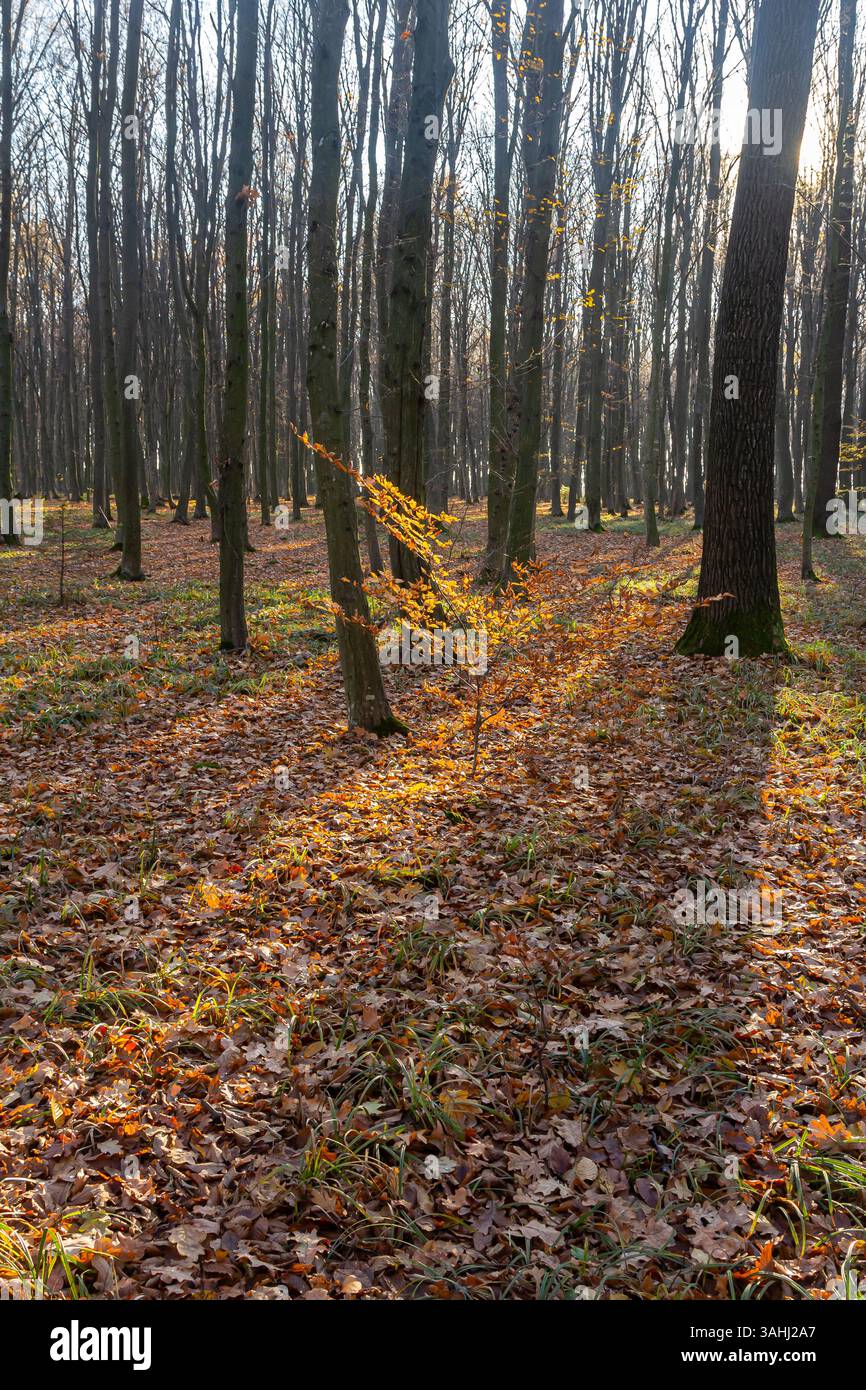 A serene forest during autumn showcases vibrant yellow and orange ...