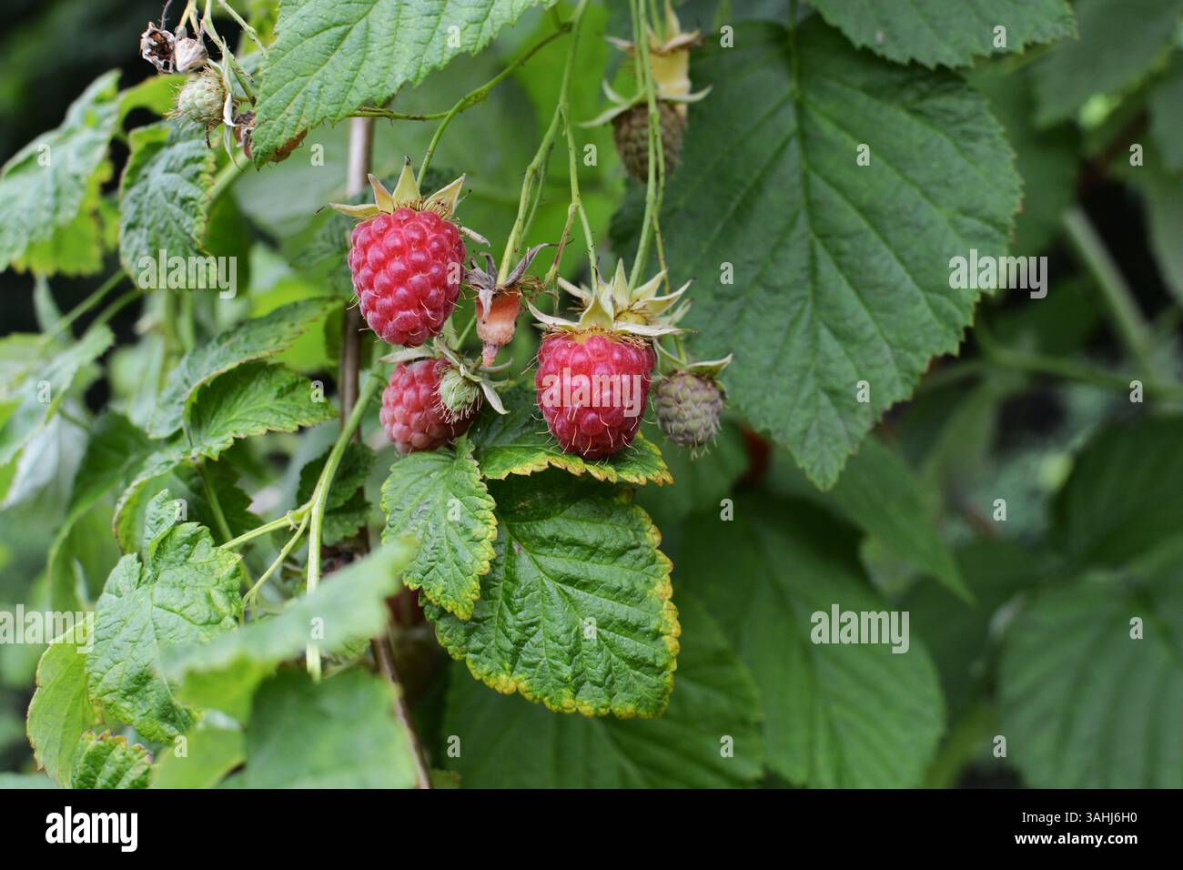 Red raspberries growing on a bush. Juicy ripe berries growing outside ...