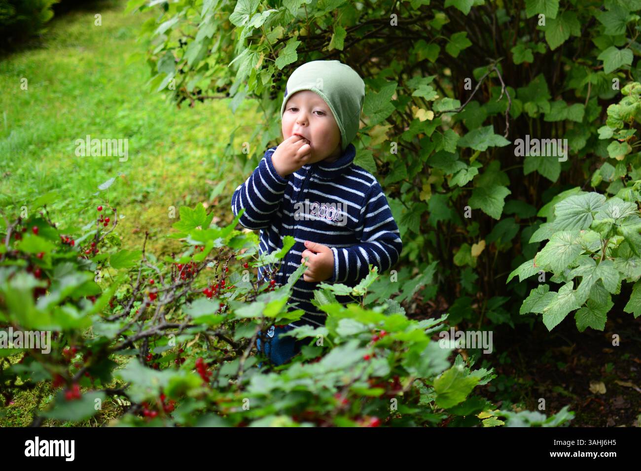 Toddler boy eats red currants from the bush. Kid is standing behind the ...