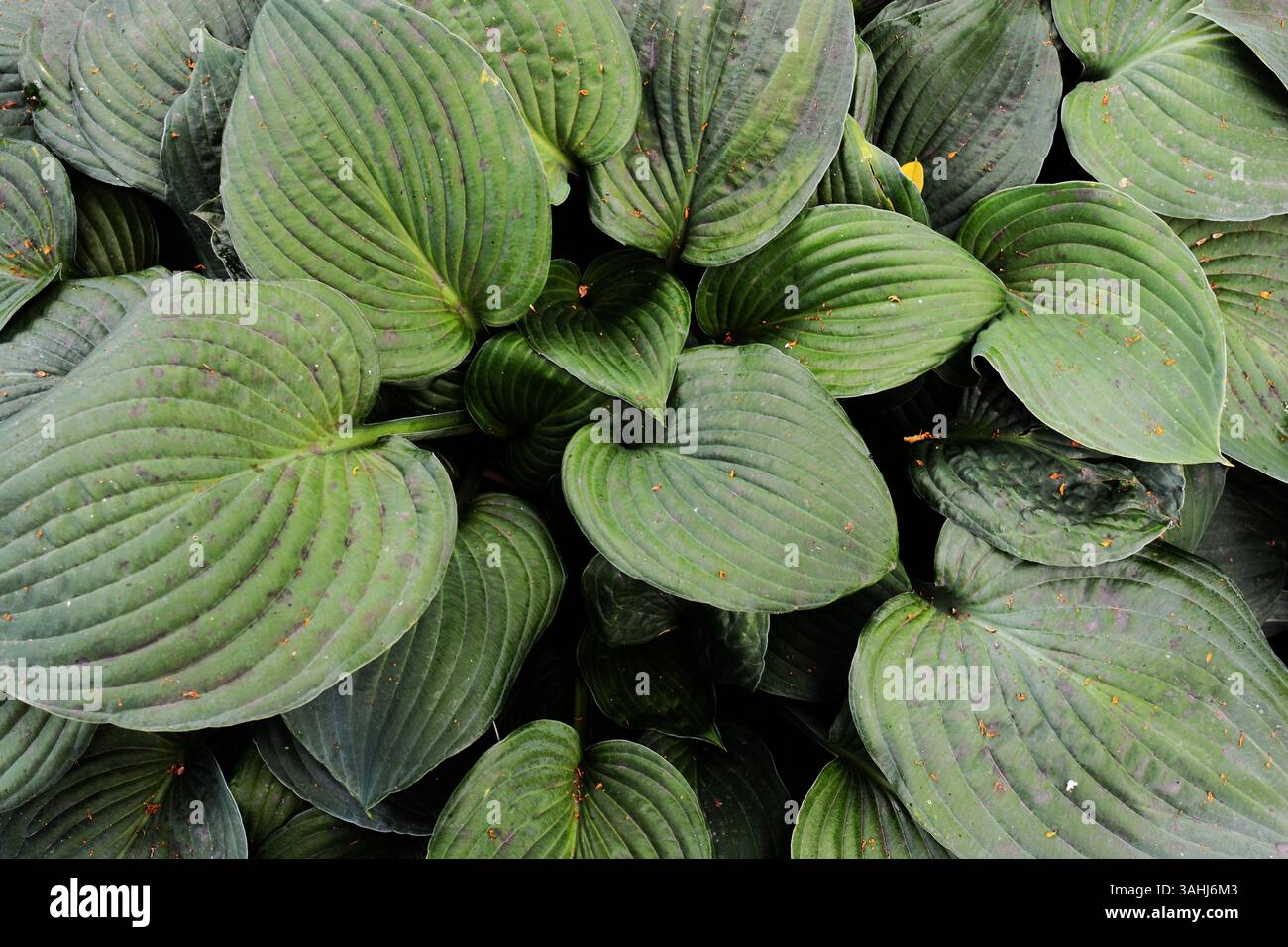 Green shiny leaves background. Plant leaves closeup. Floral pattern of ...