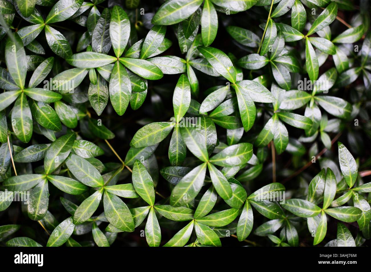 Green shiny leaves background. Plant leaves closeup. Floral pattern of ...