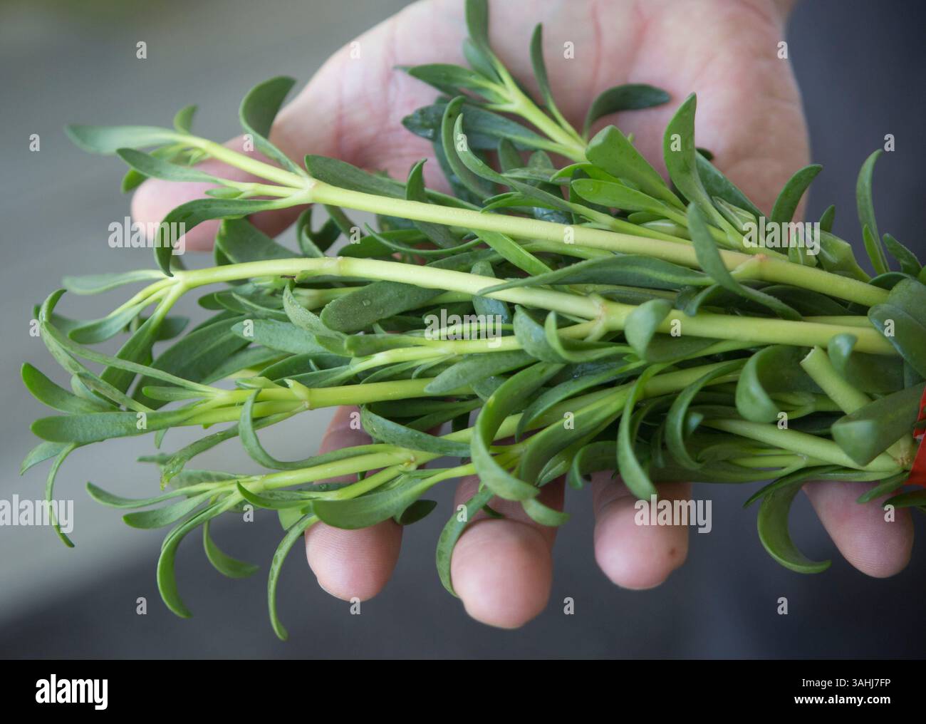 June 15, 2015 - Florida, U.S. - Sea Purslane grown as part of a Mote ...