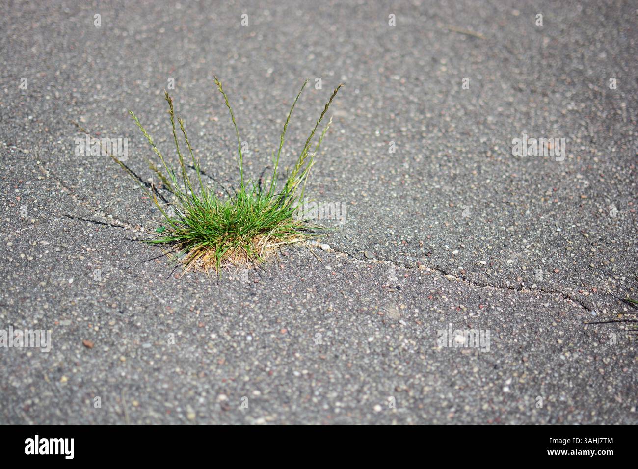 Grass growing from asphalt crack. Weed growing in crack concrete Stock ...