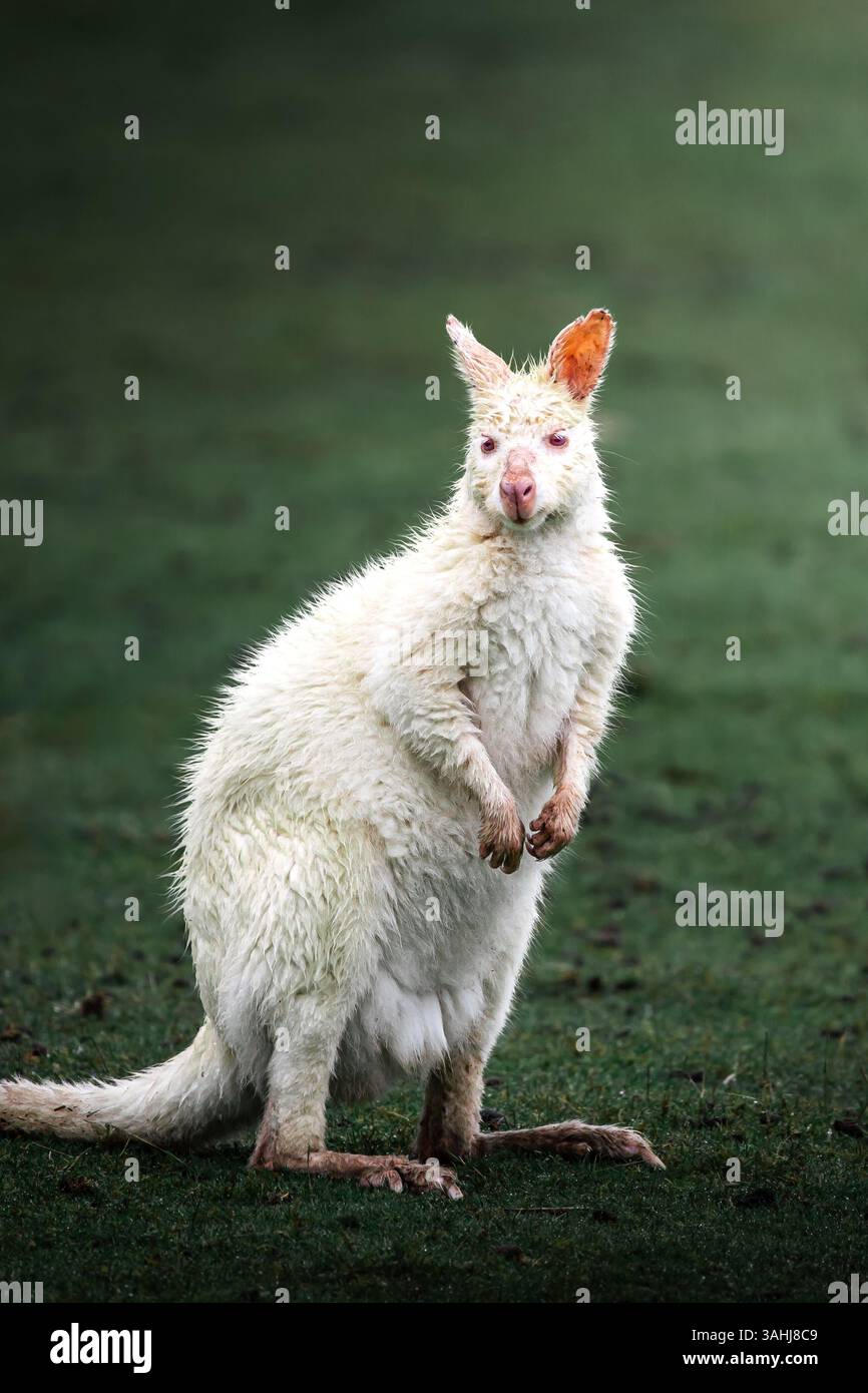 Albino wallaby standing alert hi-res stock photography and images - Alamy