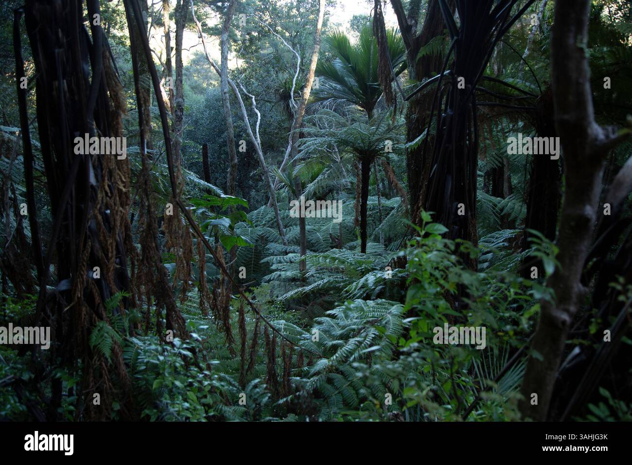 Lush forest scene with dense green foliage and towering tropical trees ...