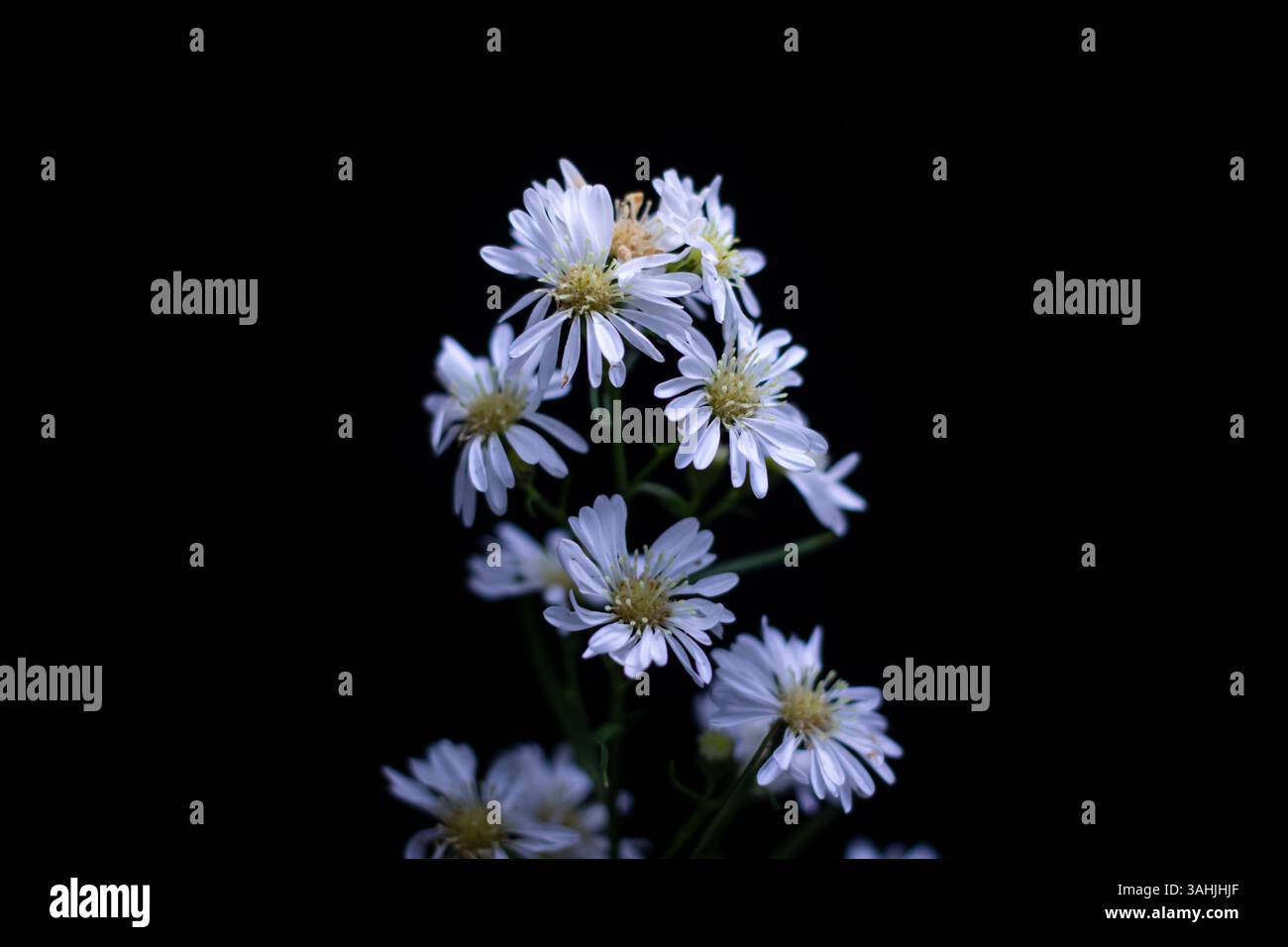 Small White Aster Blooms on a Dark Backdrop Stock Photo - Alamy