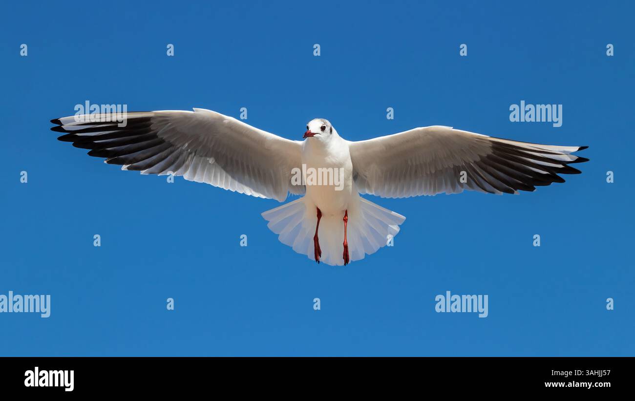 black-headed gull in flight in winter with open wings and legs. Cute ...