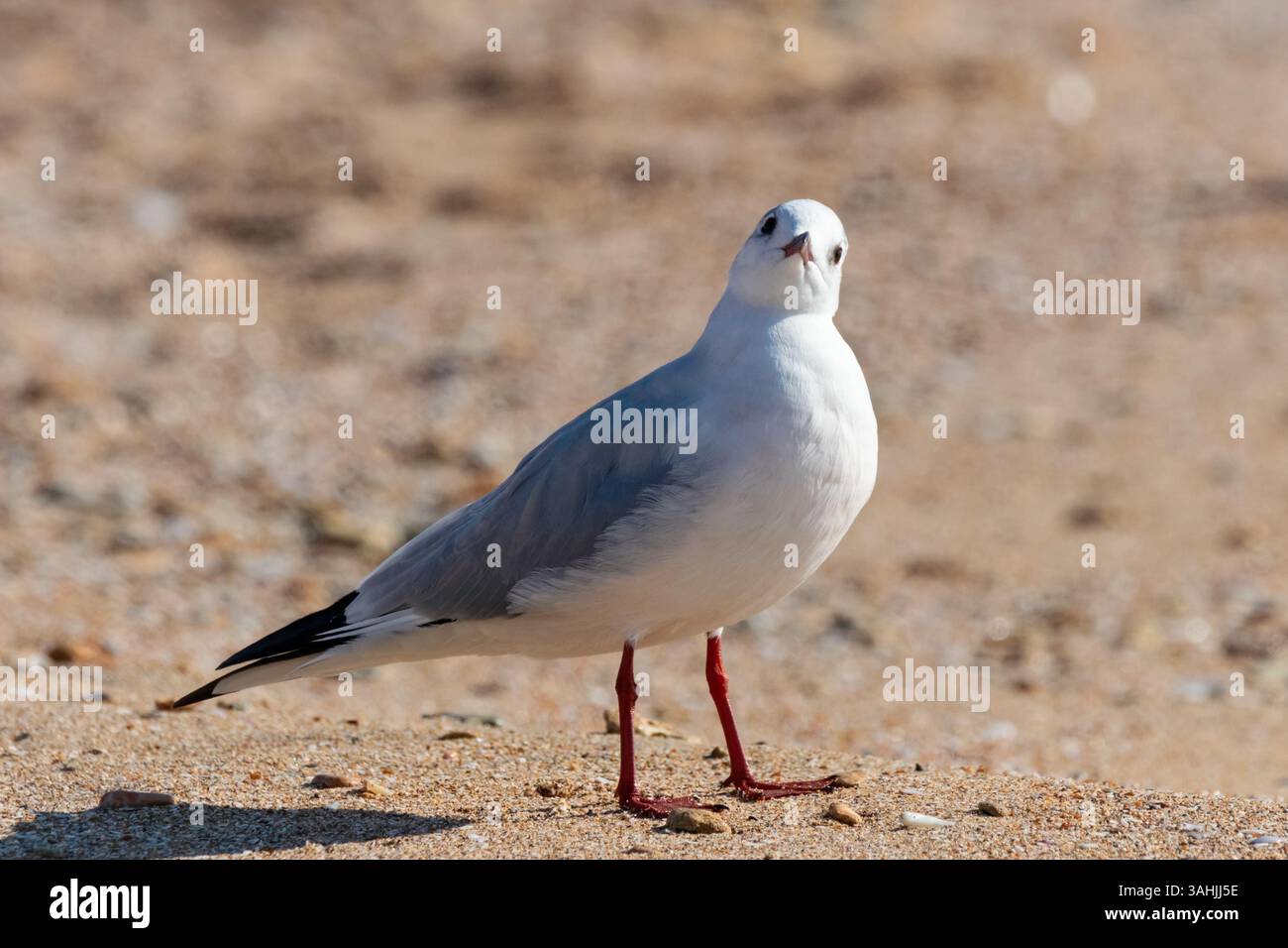 young black-headed gull standing on beach sand in winter. Cute funny ...