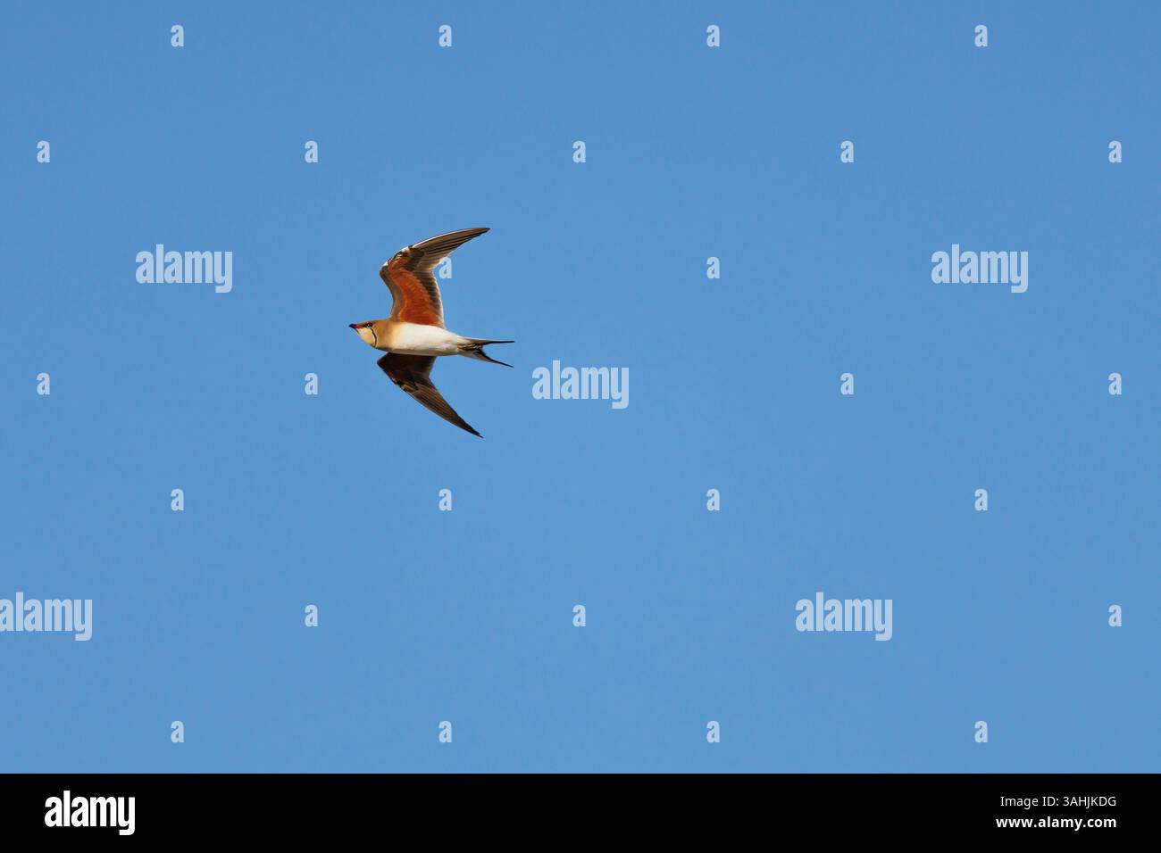 Common collared pratincole Glareola pratincola flying against a blue ...