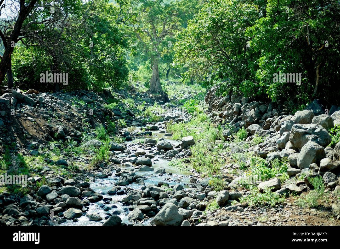 Rock-lined stream flows through lush green forest with abundant trees ...