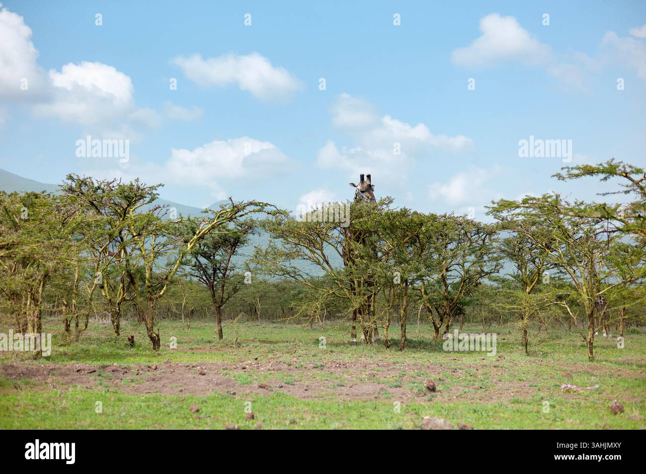 Giraffe standing among tall acacia trees in a grassy savannah under a ...