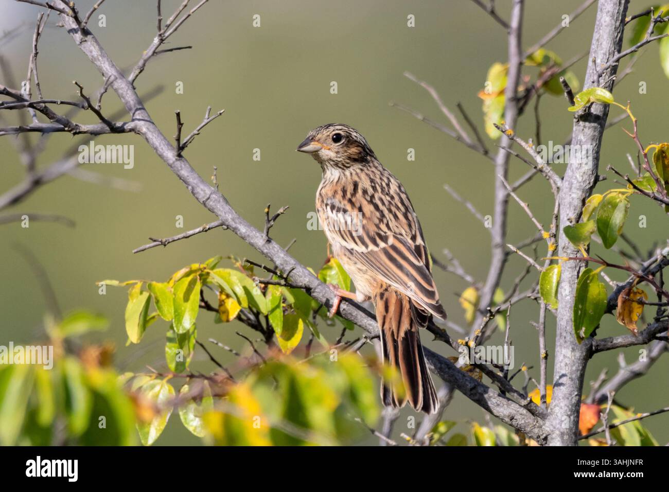 Rock bunting Emberiza cia juvenile sitting on bush with nice bright ...