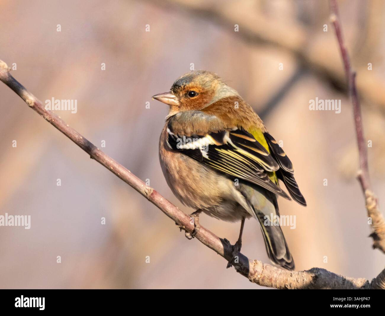 chaffinch male Fringilla coelebs sitting on branch of tree. Cute bird ...