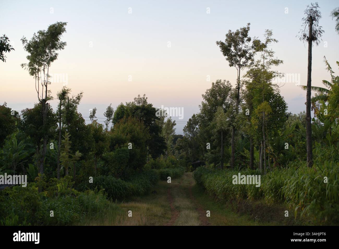 A serene dirt path winds through lush green forests under a soft ...