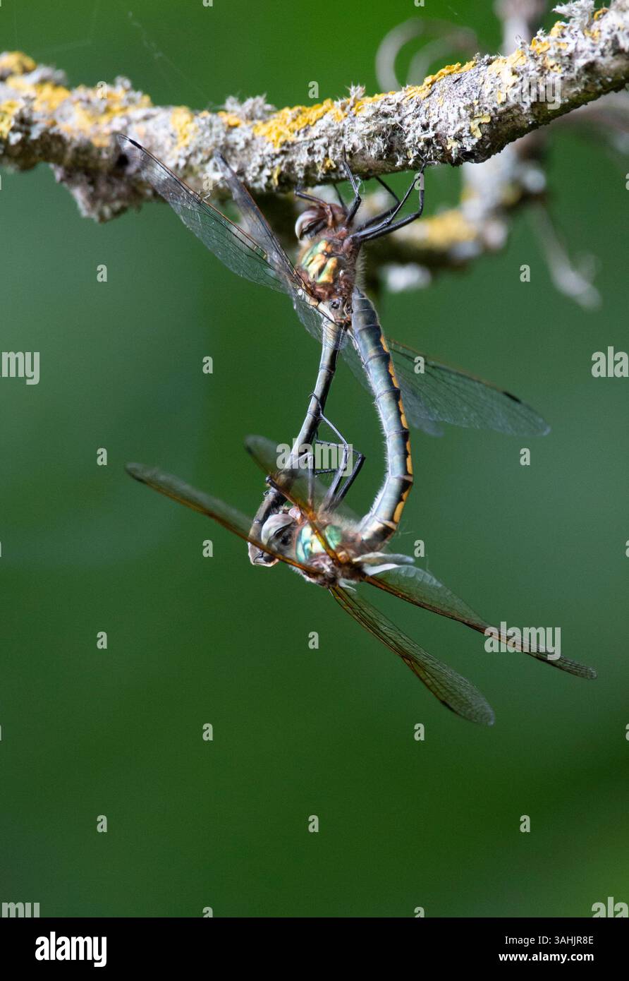 The Suspended Dance Stock Photo - Alamy