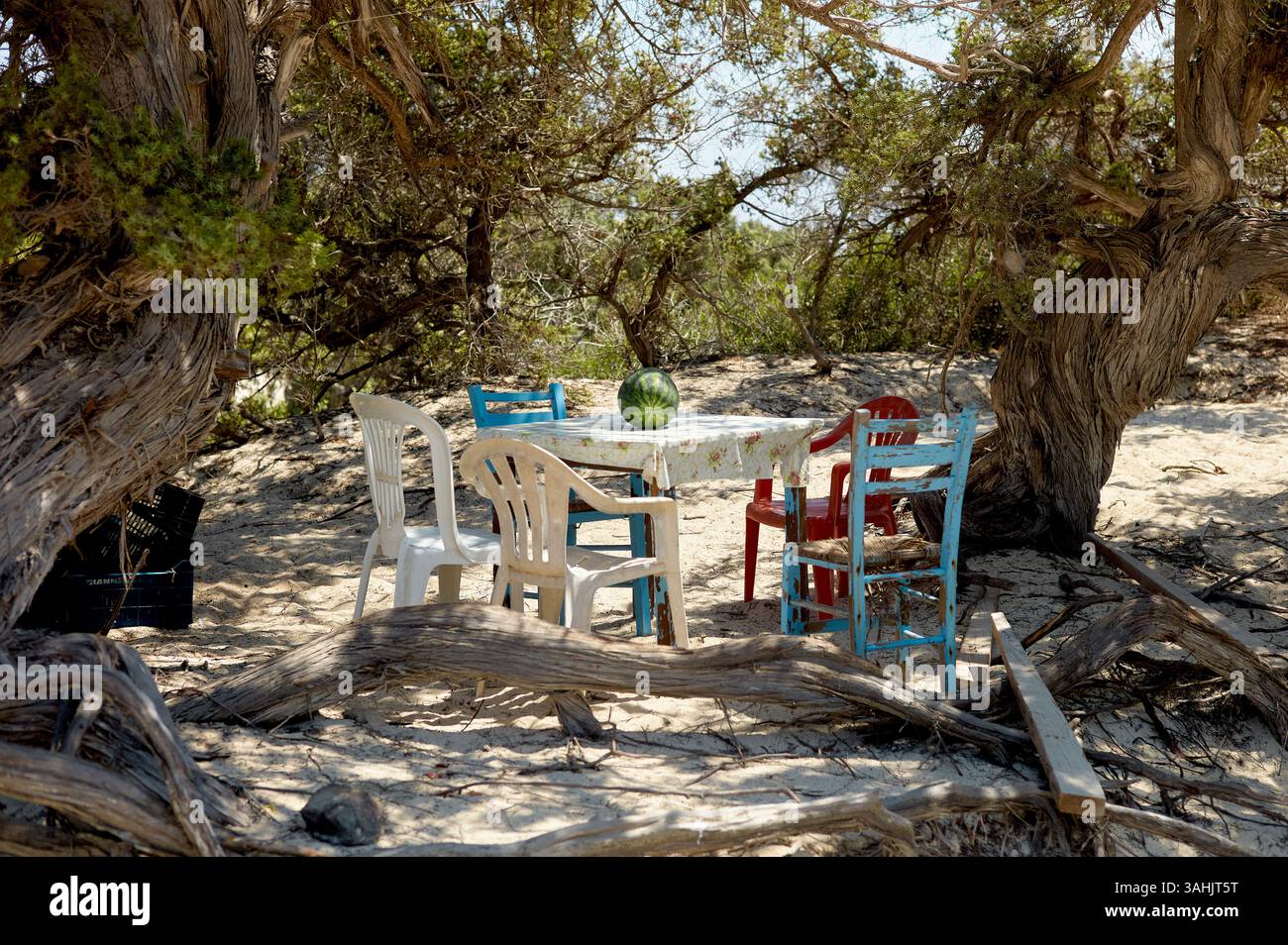 Rustic table with colorful chairs and a watermelon under tree canopy in ...