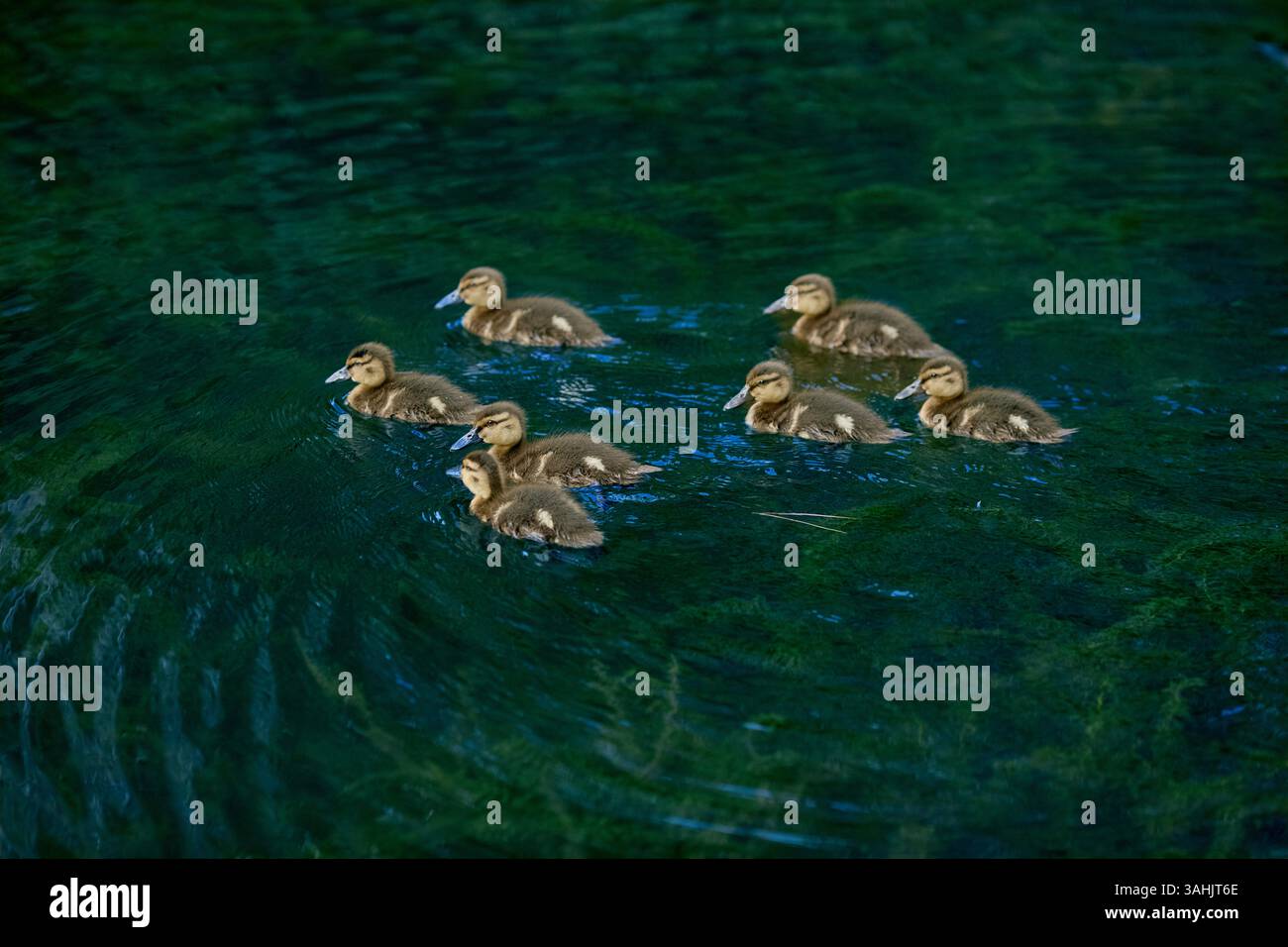 Seven ducklings swimming together in clear blue-green water Stock Photo ...