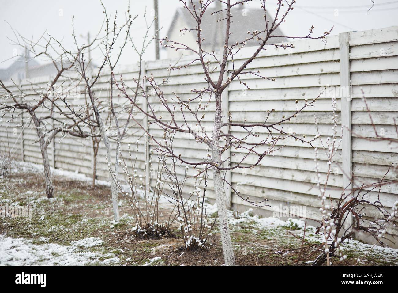 Budding fruit trees line a backyard fence under a layer of fresh spring ...
