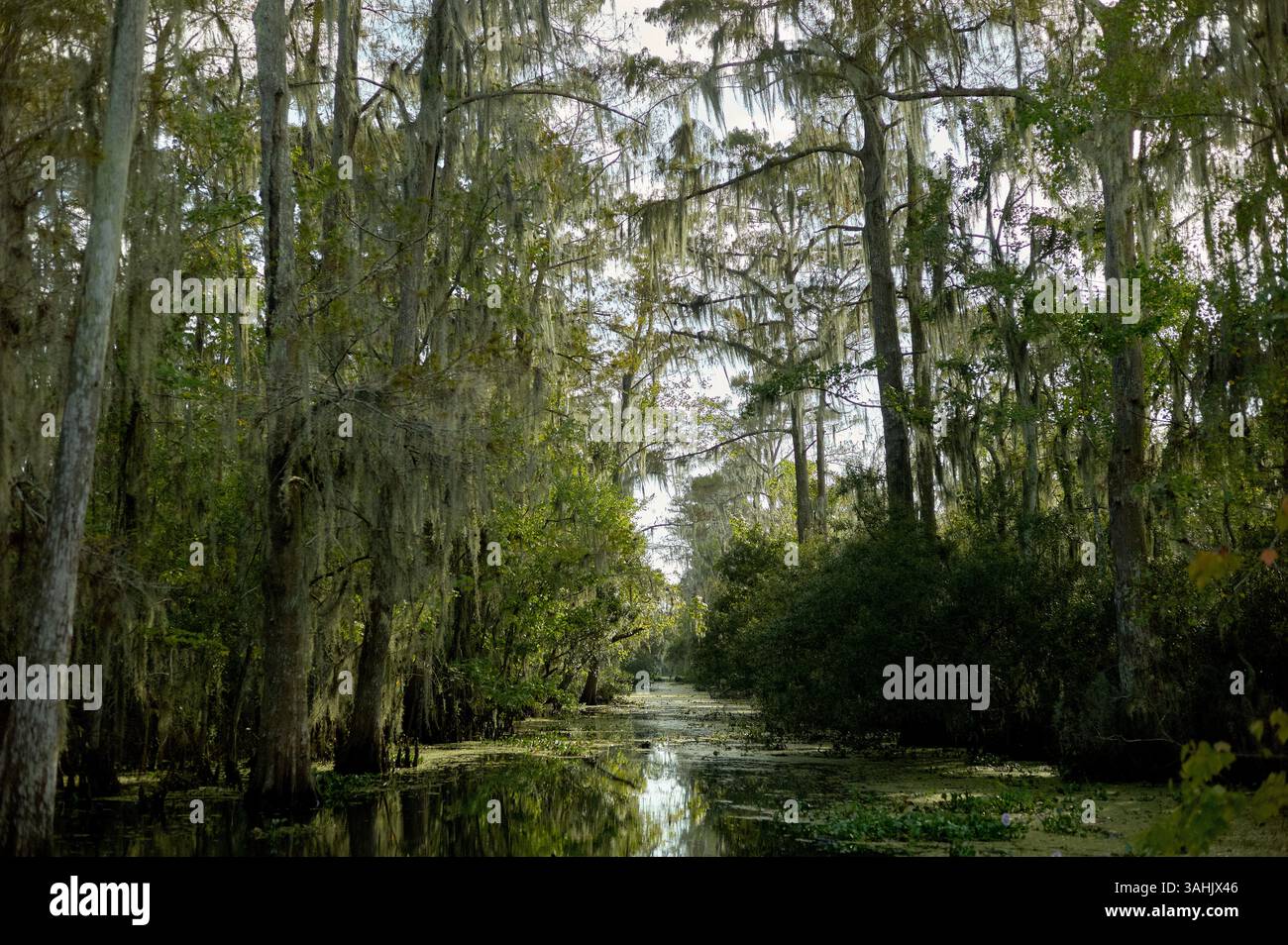 Lush green bayou tall hi-res stock photography and images - Alamy