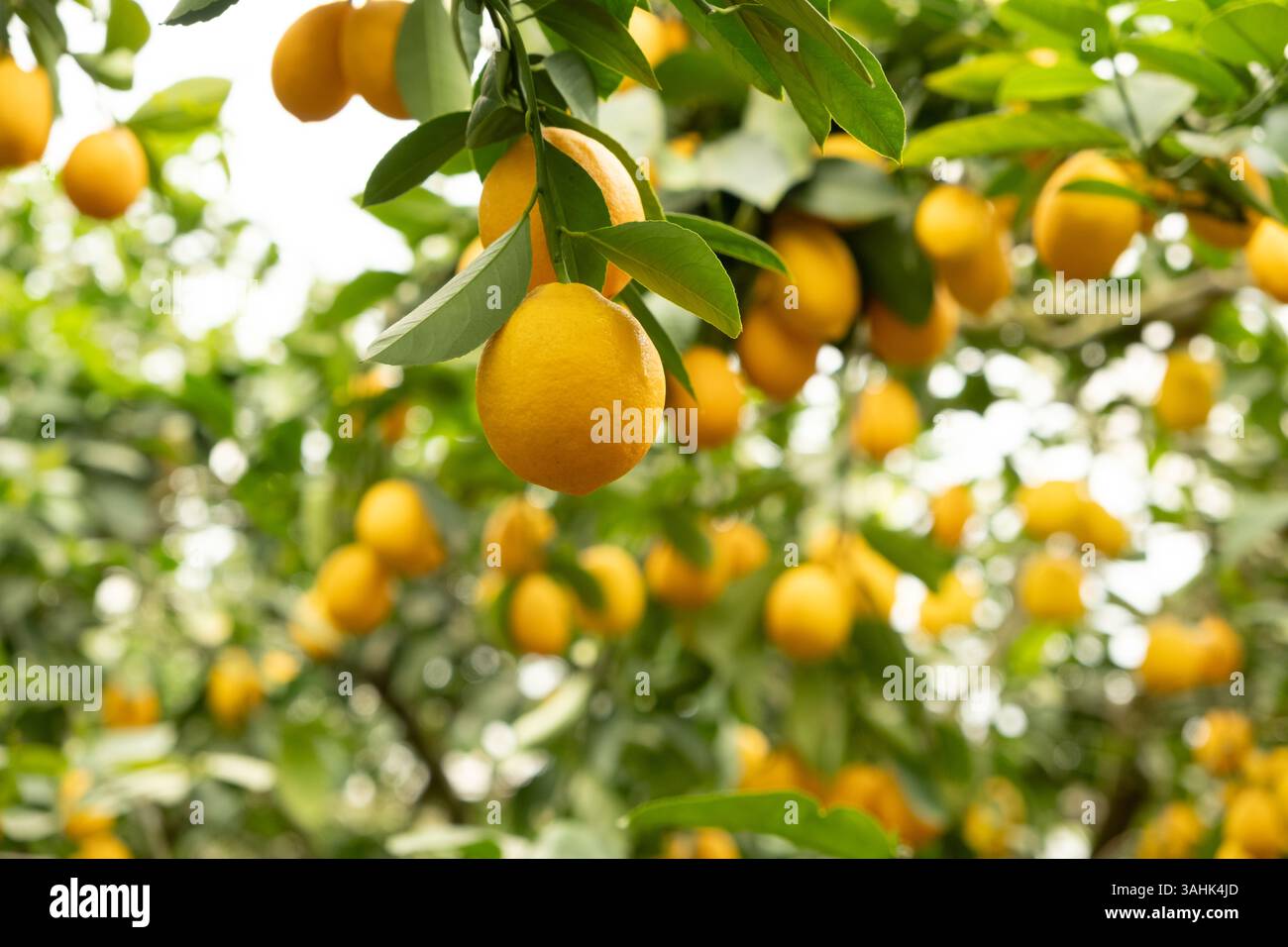 Lemon Tree Branches with Fresh Citrus Fruits in an Orchard Stock Photo ...