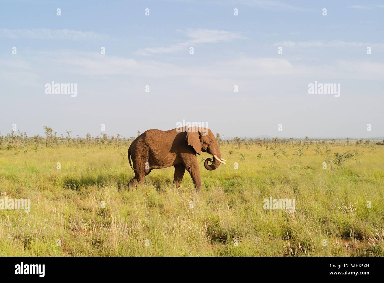 Elephant walking through a grassy savanna under a clear blue sky ...