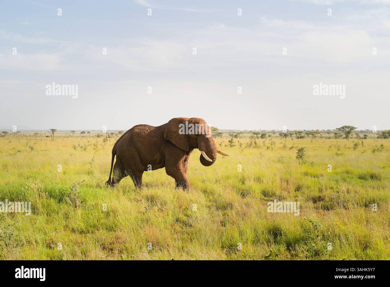 Elephant walking through a vast grassy savannah under a clear blue sky ...