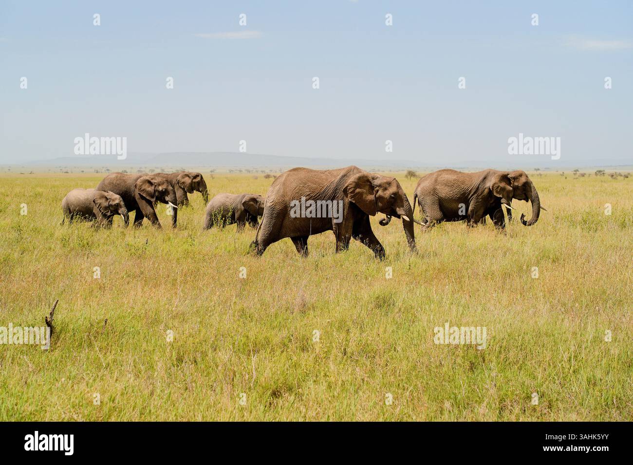 A herd of elephants walking across the grassy savannah under a clear blue sky. Serengeti ...