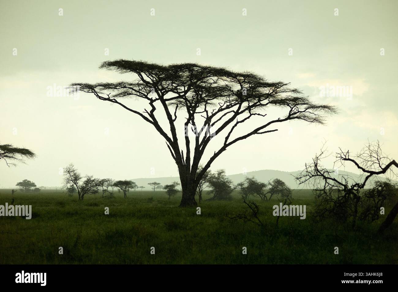 Majestic acacia tree stands hi-res stock photography and images - Alamy