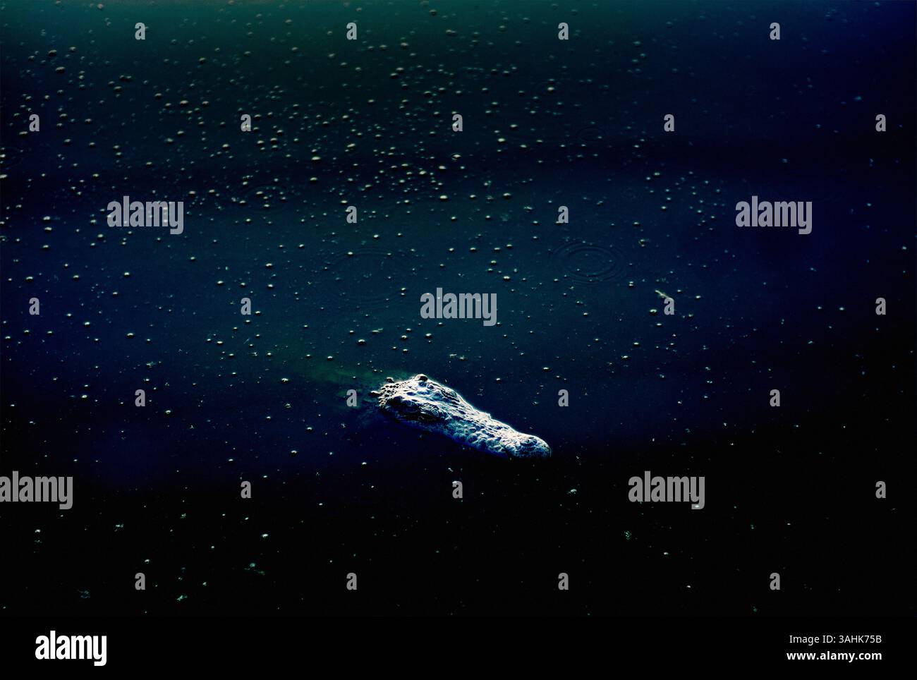 A lone crocodile head emerges from dark, glistening water under a ...