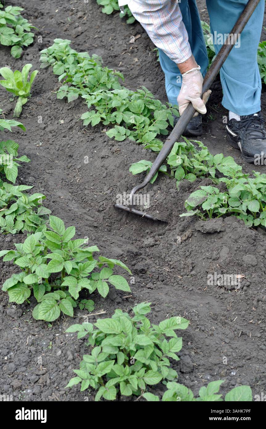 gardener working with a hoe in the potato plantation- seasonal work in ...