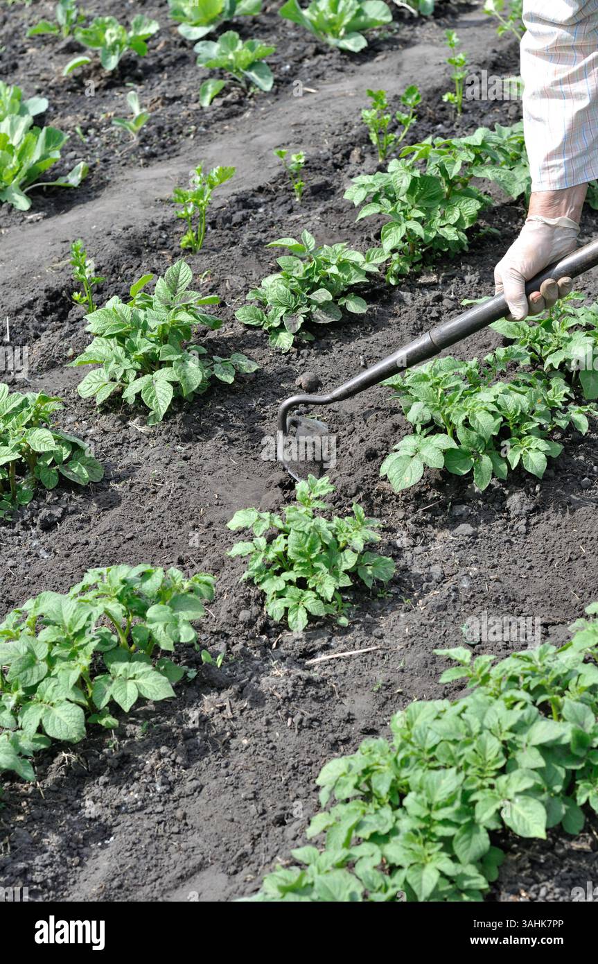 gardener working with a hoe in the potato plantation- seasonal work in the vegetable garden ...