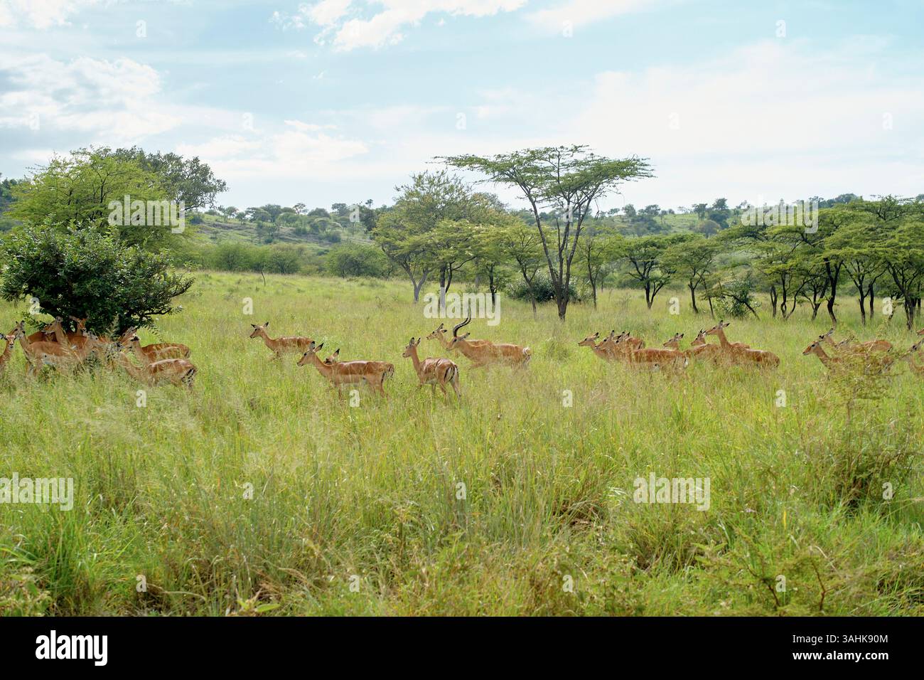Herd of antelopes grazing in lush green savannah under a bright blue ...
