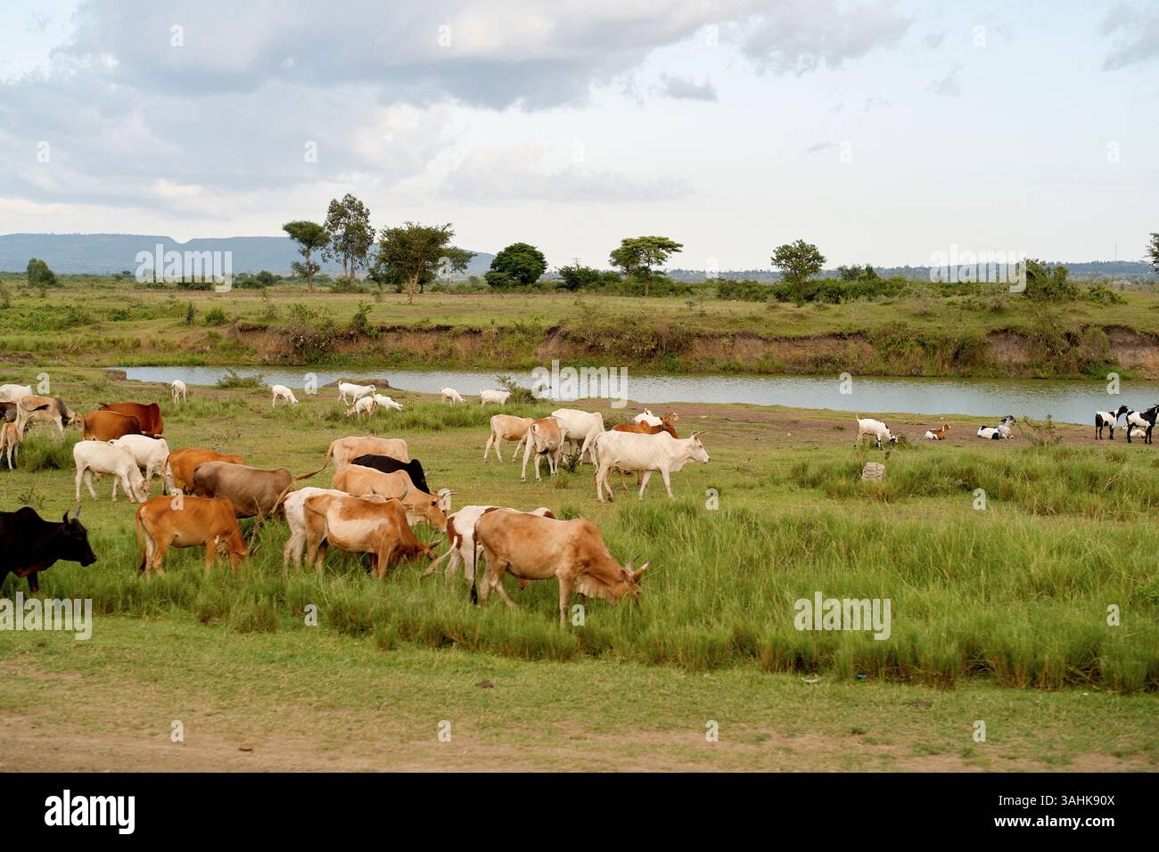 Cattle grazing by a river on a lush green savanna under a partly cloudy ...
