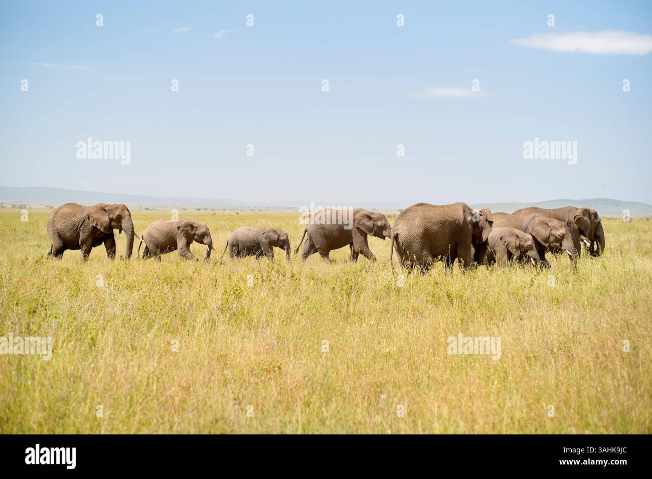 A herd of elephants walking through the savannah under a clear blue sky ...
