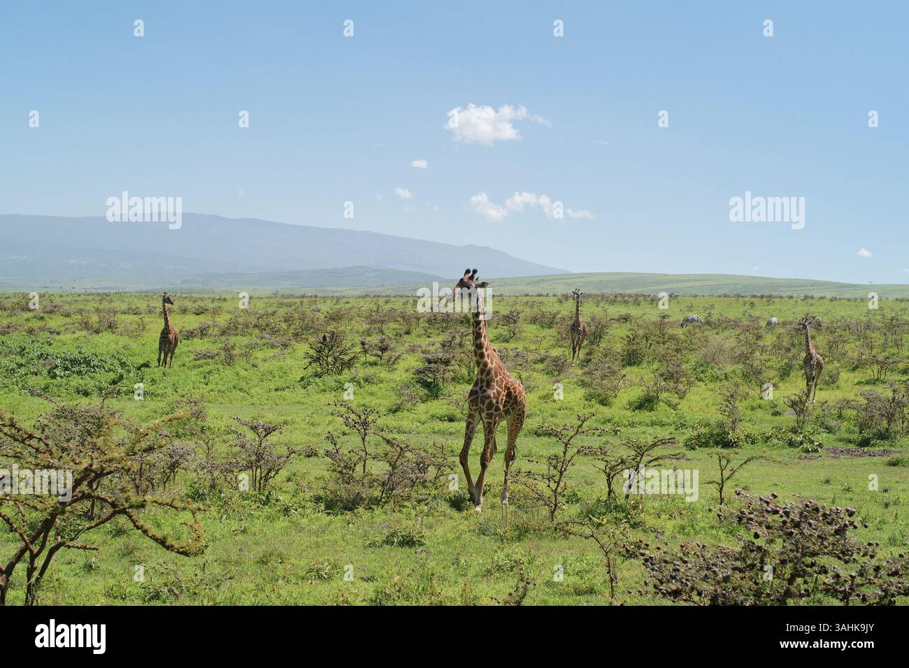 Giraffes roam a vast, green savannah under a clear blue sky with ...
