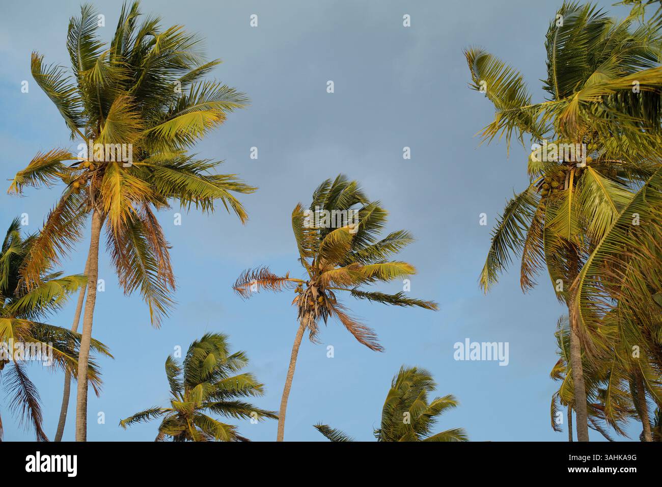 Tall palm trees sway against a cloudy sky backdrop, captured from below. Tanzania, Africa Stock ...