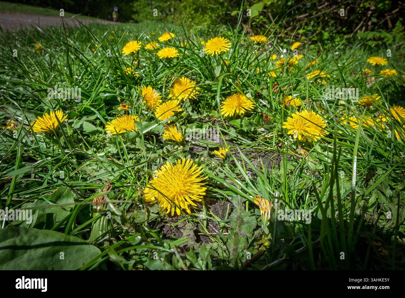Common dandelions taraxacum hi-res stock photography and images - Alamy