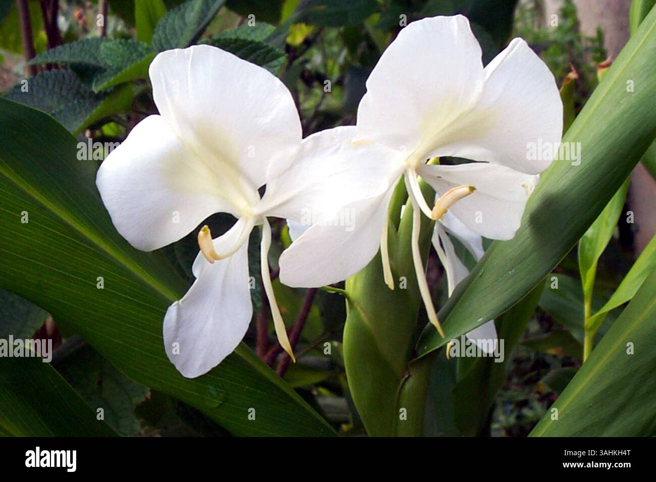 National flower of cuba hi-res stock photography and images - Alamy