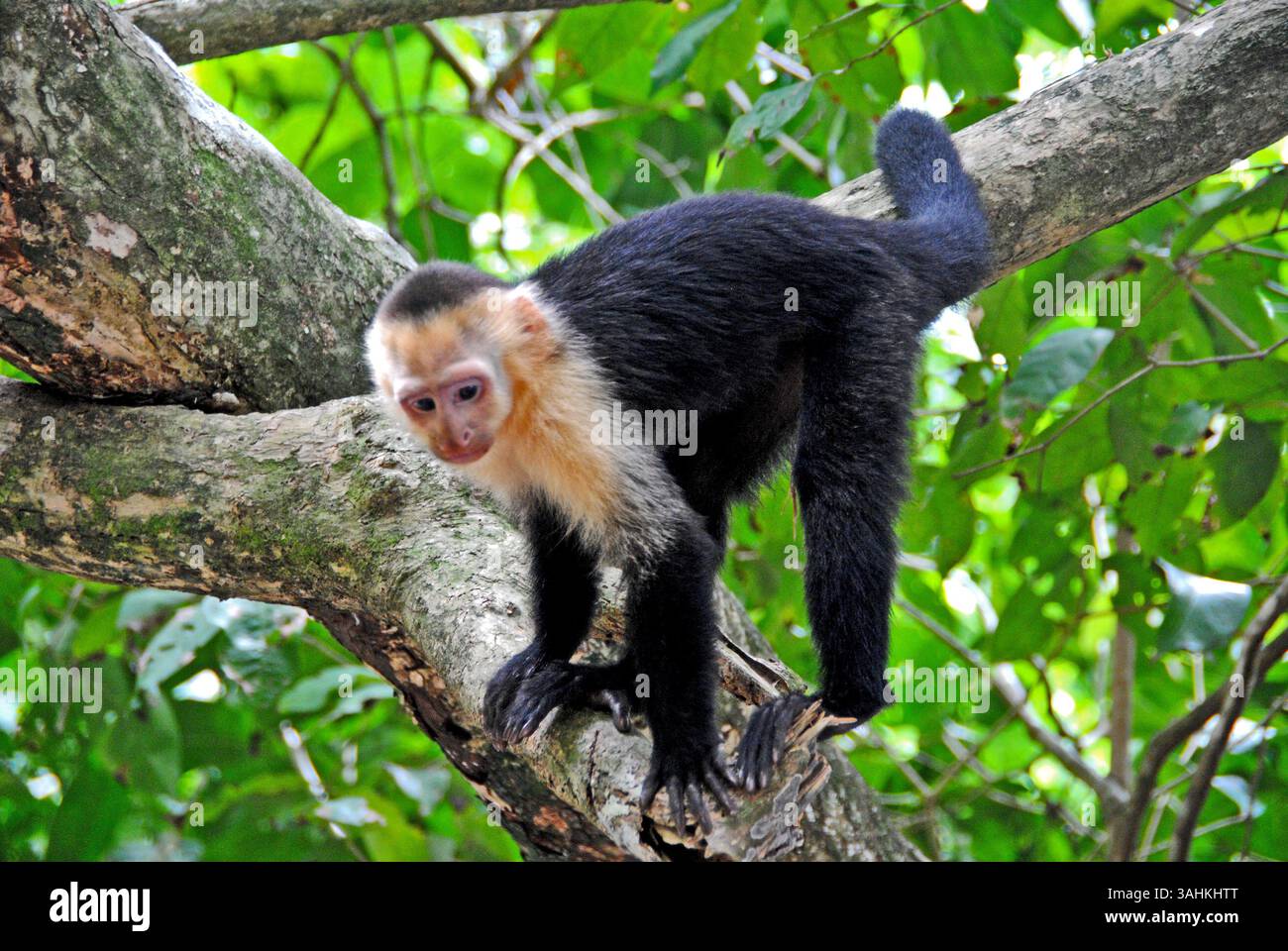 Pianta intera hi-res stock photography and images - Alamy