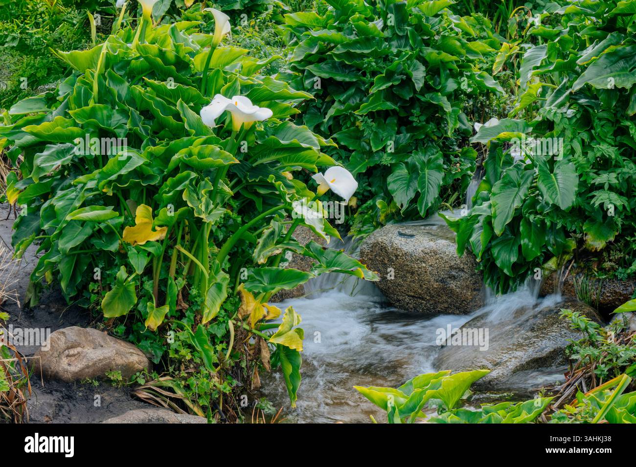 Lush green foliage and white flowers surround a small flowing stream ...