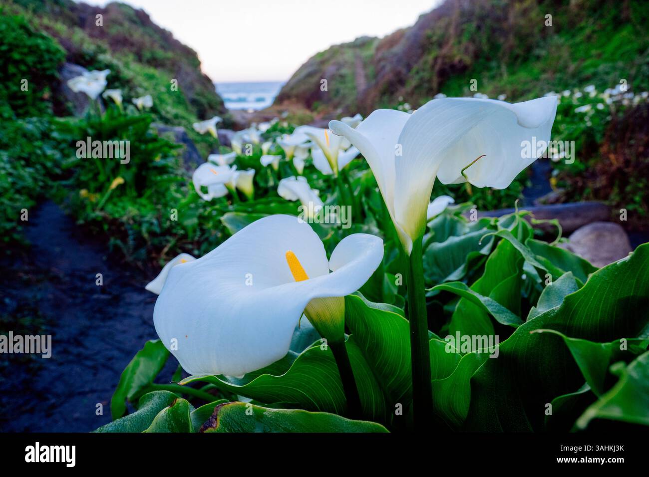 White calla lilies in a lush green coastal landscape during daylight ...
