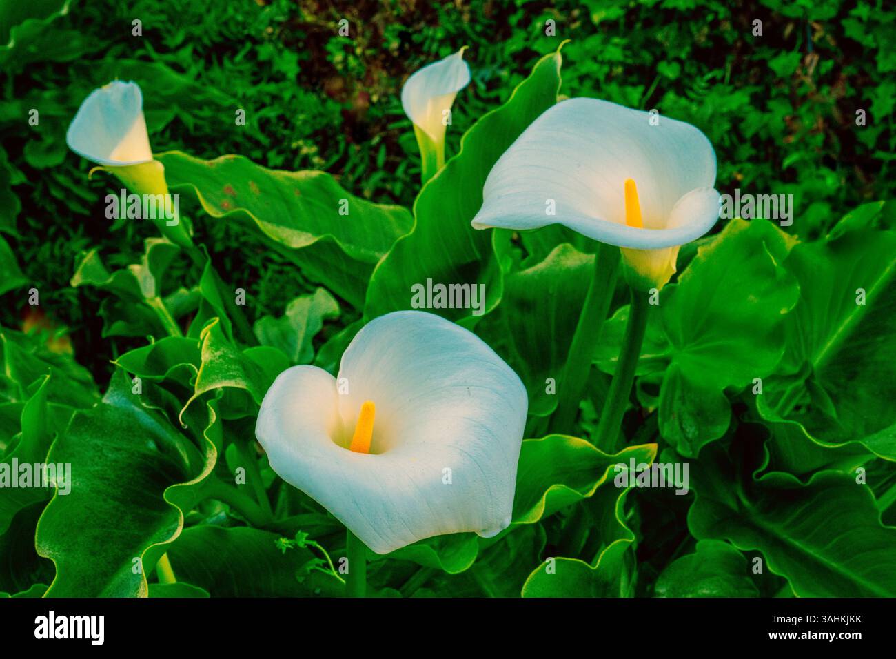 White calla lilies with glossy green leaves in a lush garden setting ...