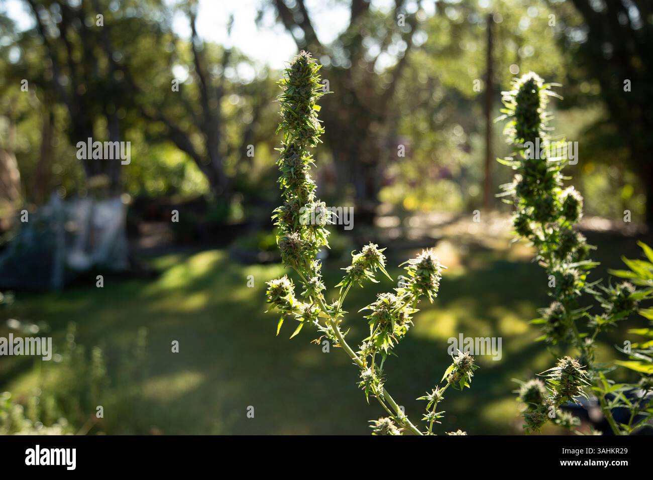Sunlit hemp plants with dense buds in a green, wooded garden setting ...