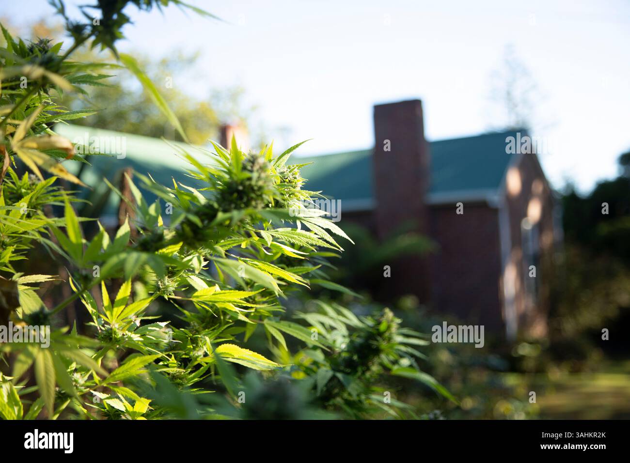 Lush green cannabis plants growing outside a brick house under clear ...